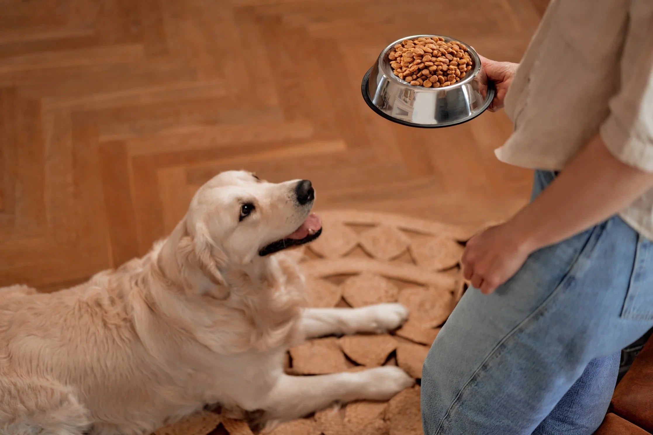 Know About Dog Taste Buds & Nutrition - Carniwel Pet Food